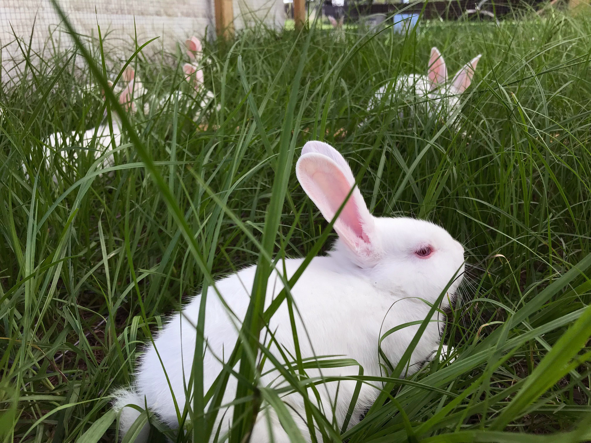 Rabbits on Pasture – Our Way Farms