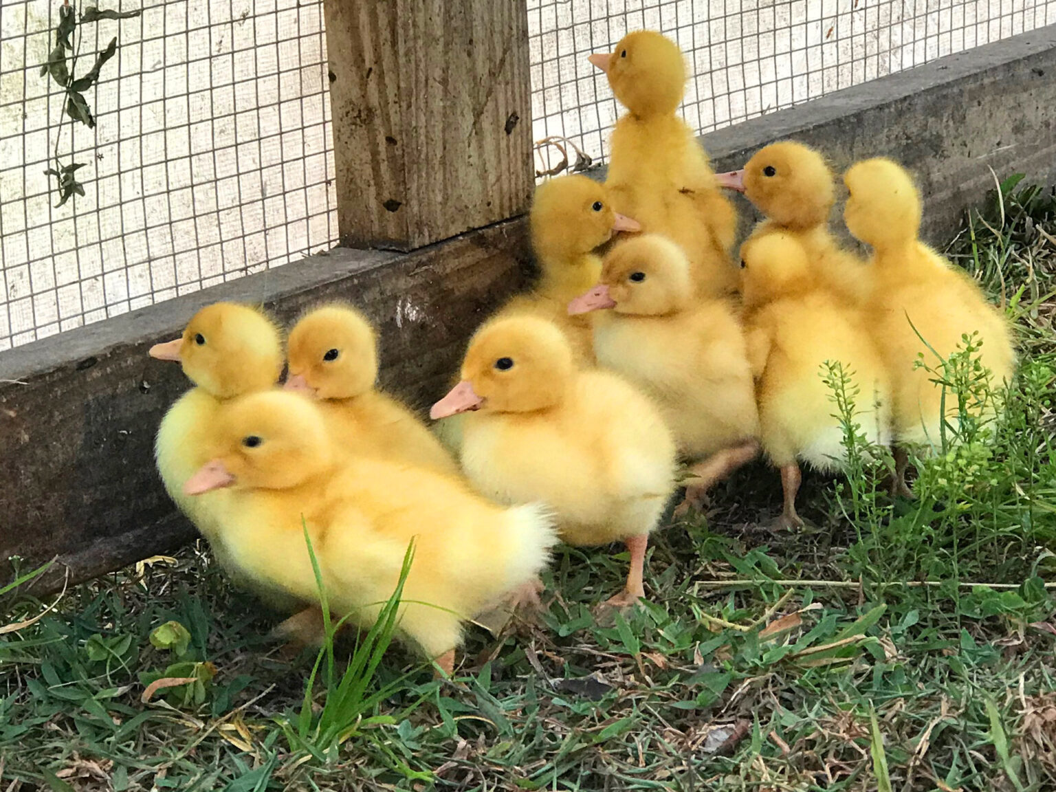 New arrival: Peking Ducks – Our Way Farms