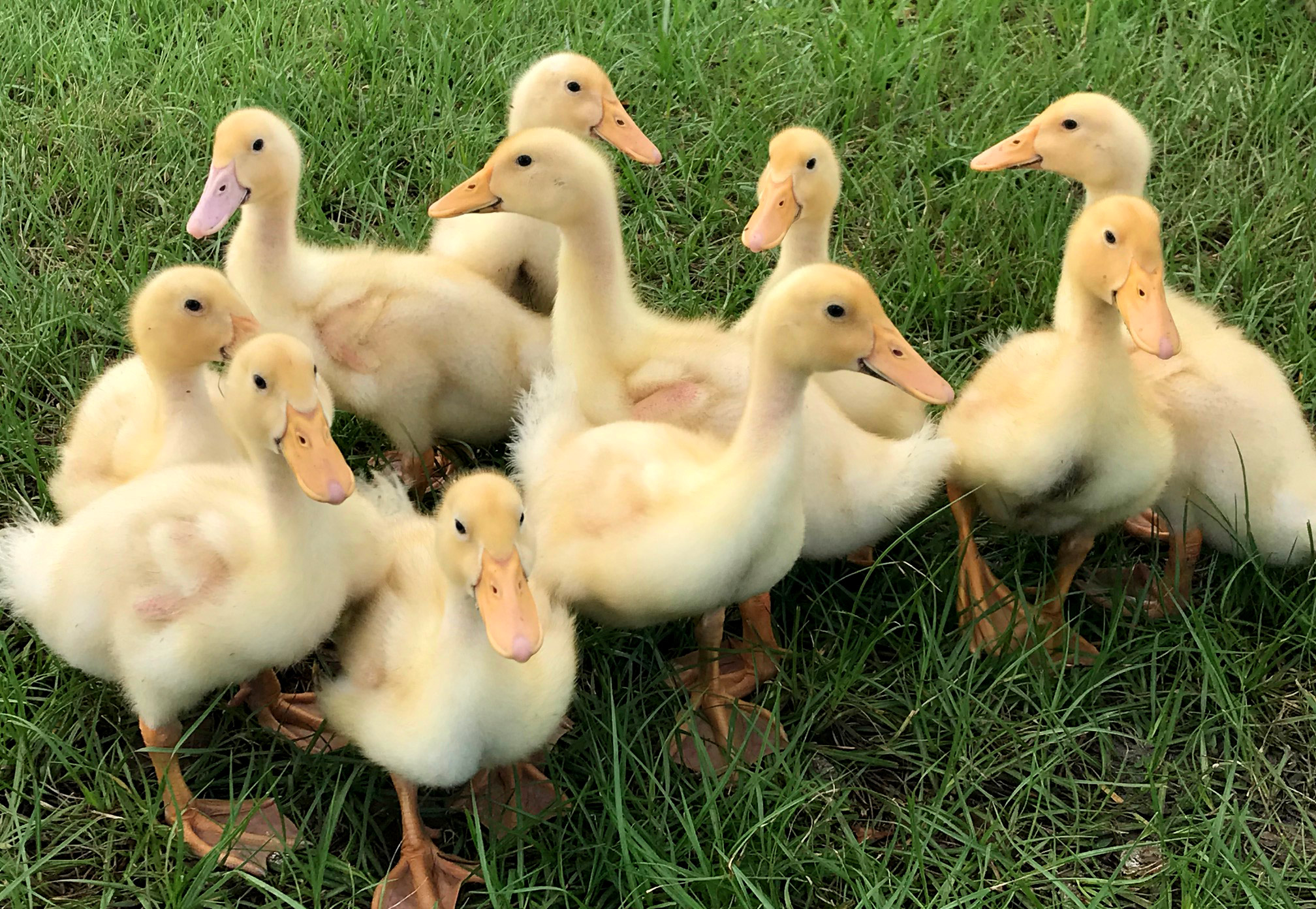 Quack, Quack! – Our Way Farms