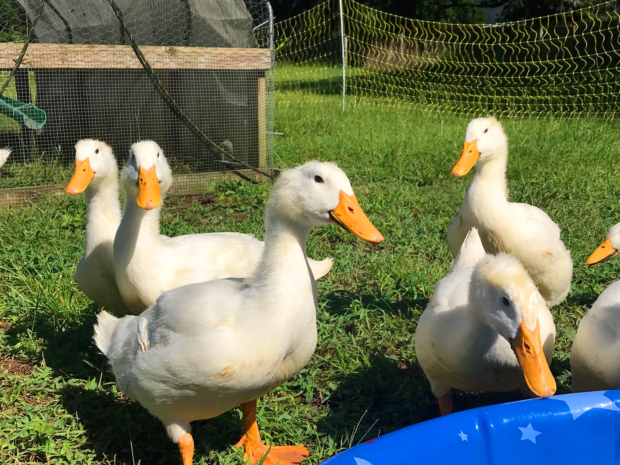 Duck Update – Our Way Farms